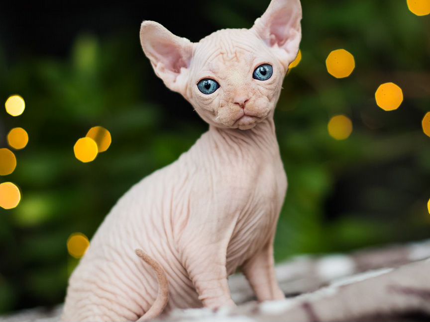 Малыш Эльфик