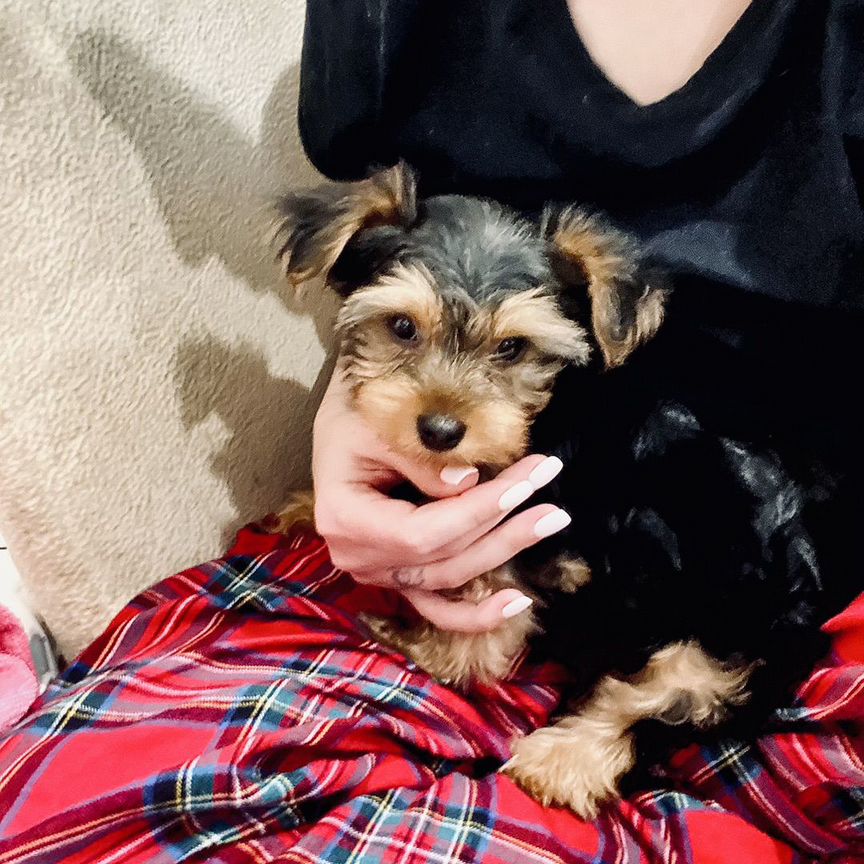 Йоркширский терьер девочка