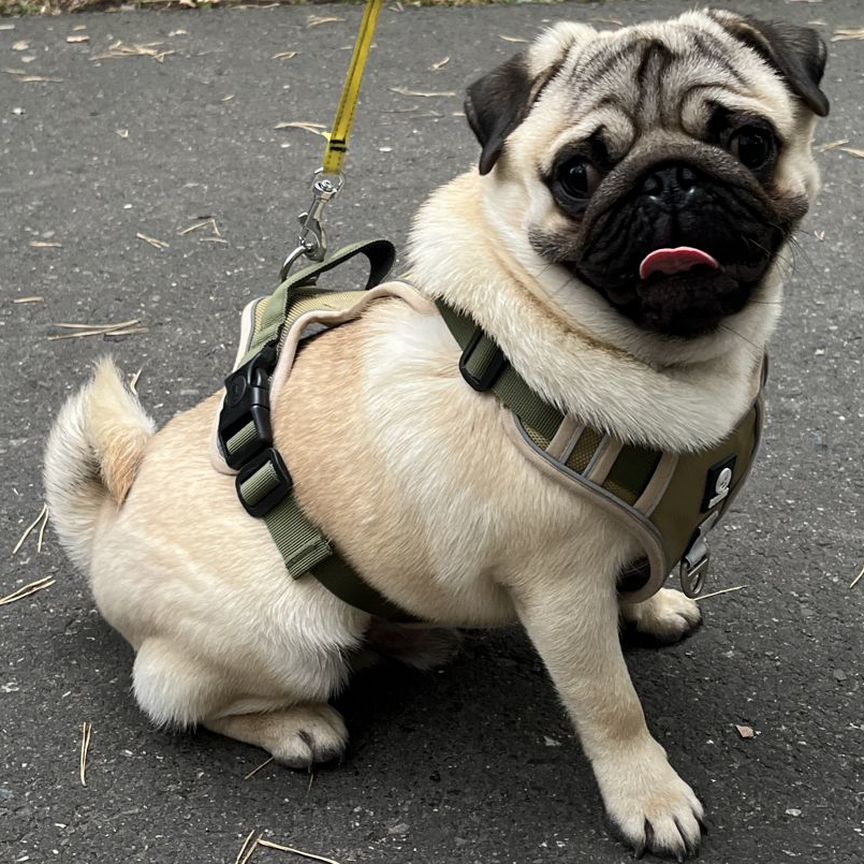 Мопс, щенок