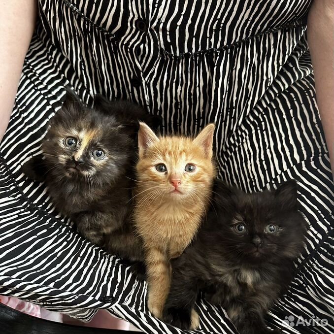 Котята в добрые руки даром