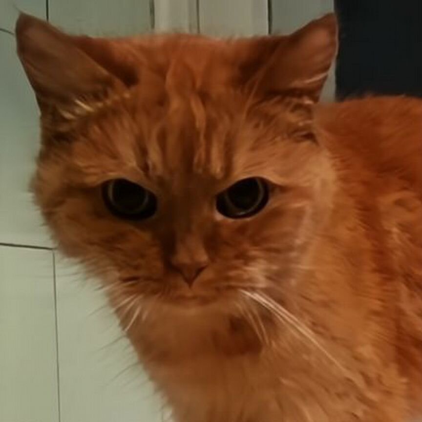 Взрослая, Девочка кошка в добрые руки