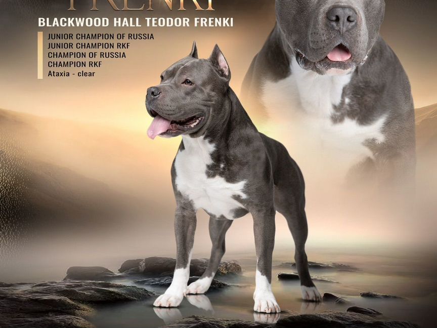 Стаффордширский терьер доступен для вязки