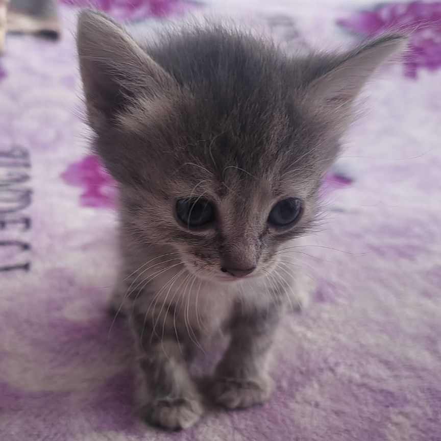 Котята в добрые руки 1 месяц