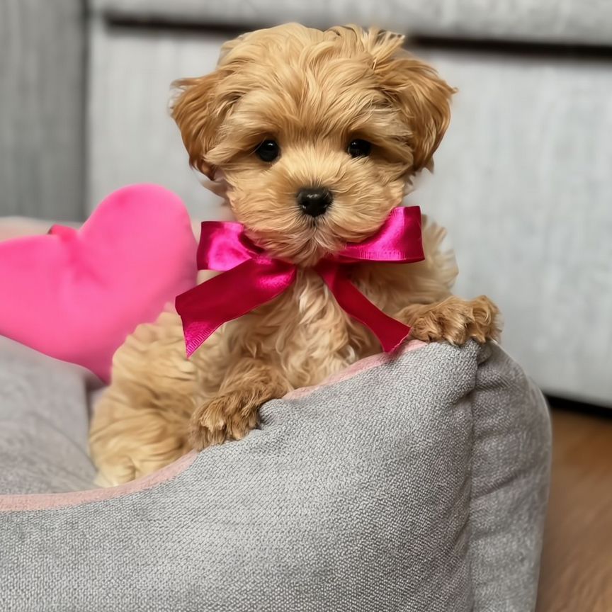 Мальтипу, щенок