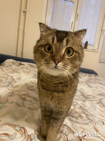 Отдам котика в добрые руки