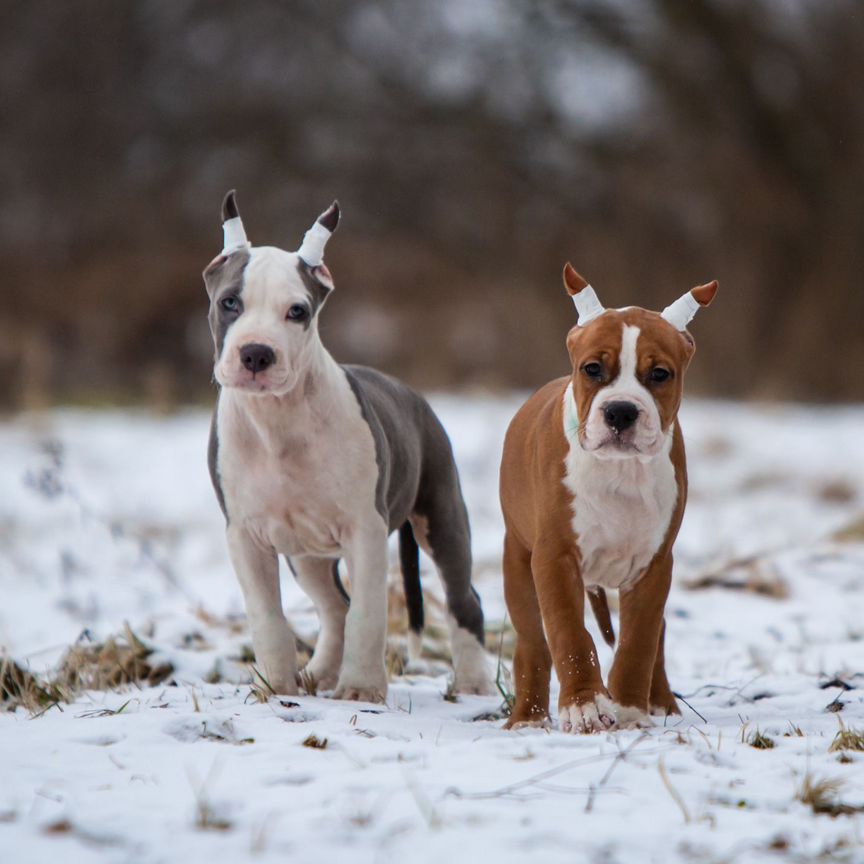 Стаффордширский терьер щенки