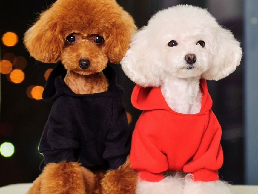 Ищю маленькую подрощеную собачку