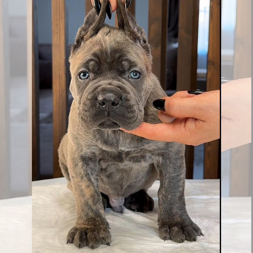 Кане Корсо - мощный серый тигр