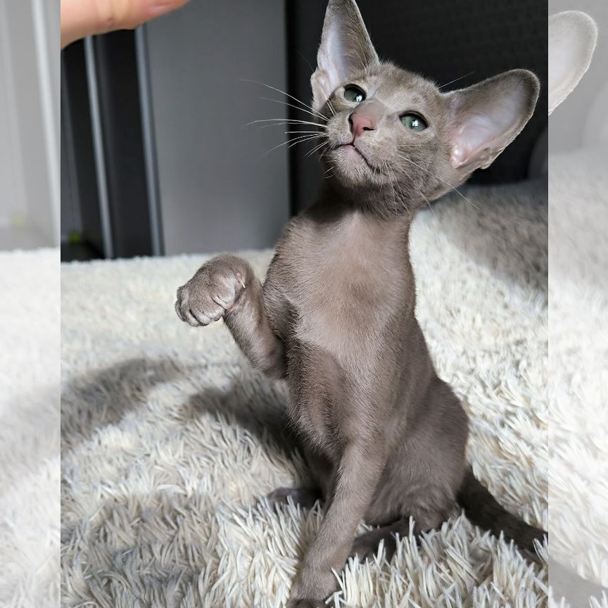 Ориентальные котята