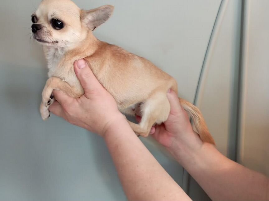 Девочка Чихуахуа