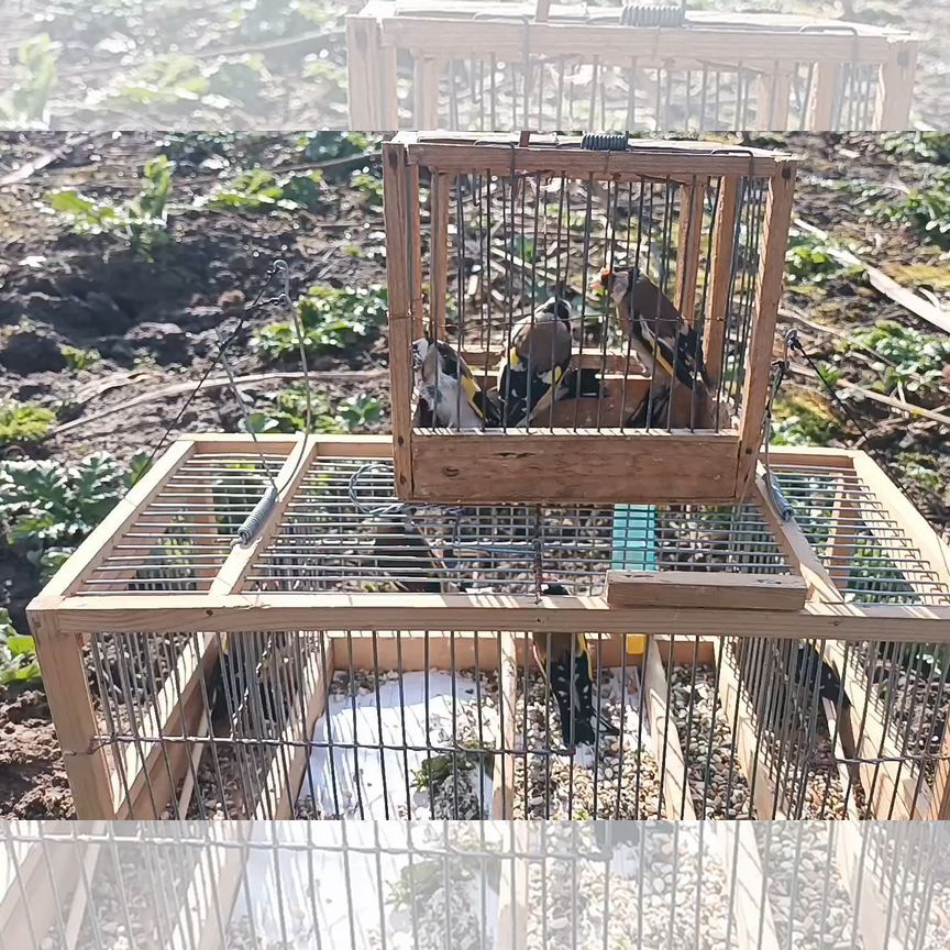 Щеголь птица