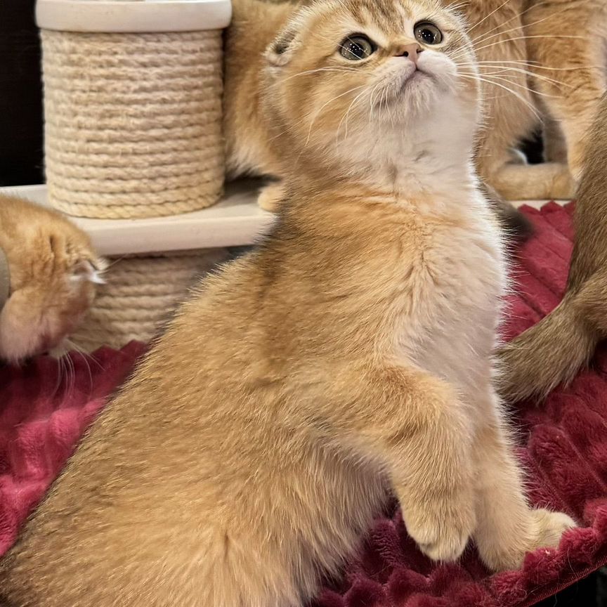 Котик золотая шиншилла