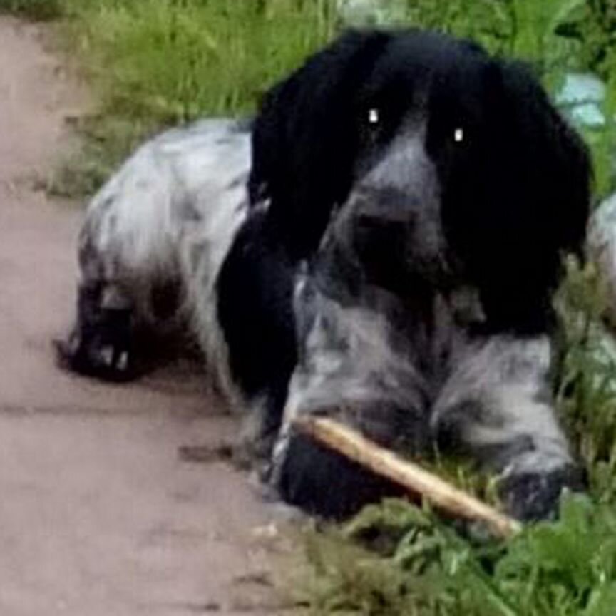 Русский кокер спаниель