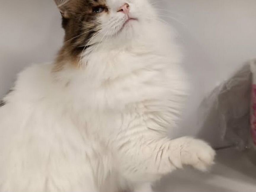 Кот терминатор