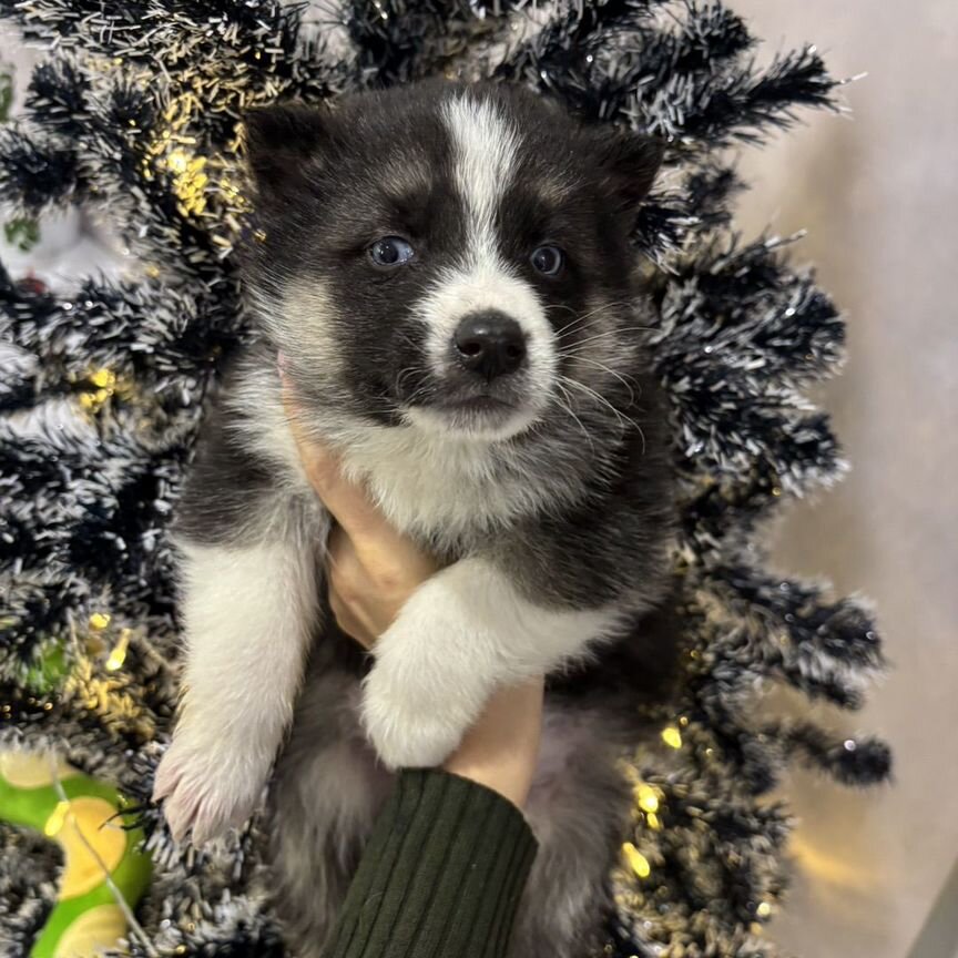 Щенята в добрые руки