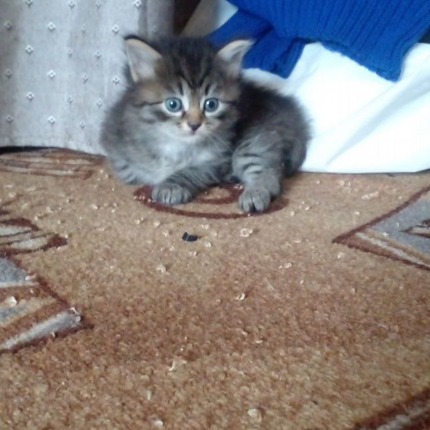 Котята в хорошие руки