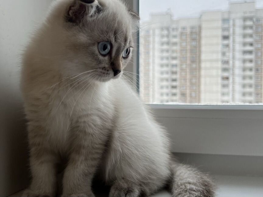 Шотландский вислоухий котенок