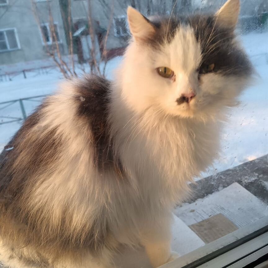 Котик живёт в теплотрассе