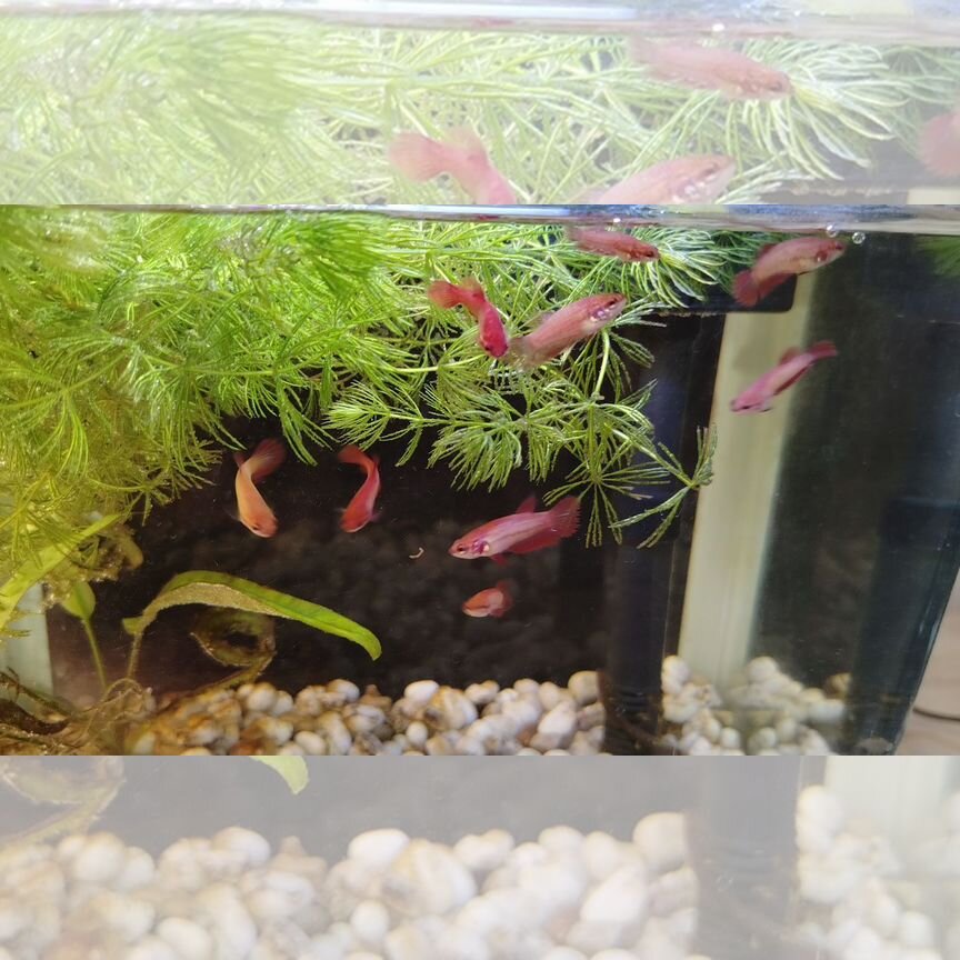 Рыбка петушок мальки