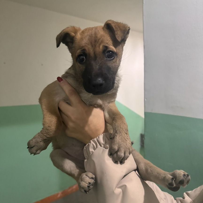 Щенок мальчик в добрые руки