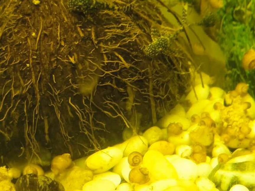 Сомики анциструс стрекоза