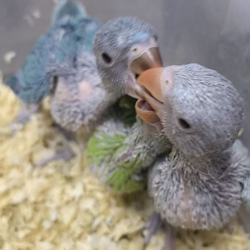 Попугай ожереловый выкормыш птенец мега ручной