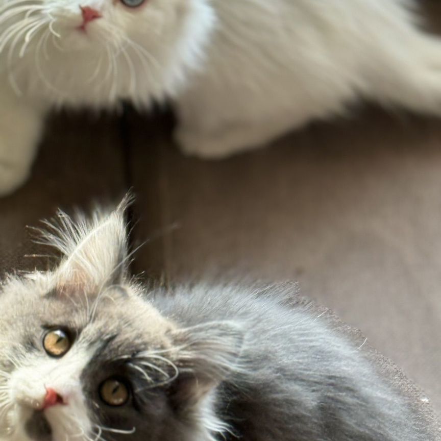 Котята в добрые руки даром