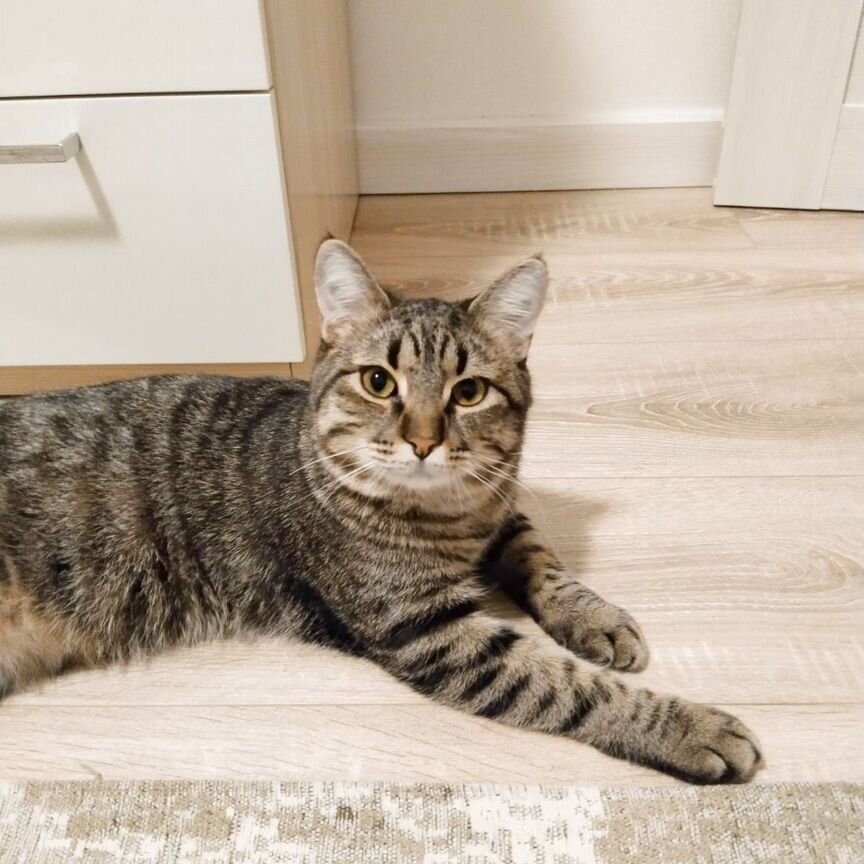 Ищу дом для котика