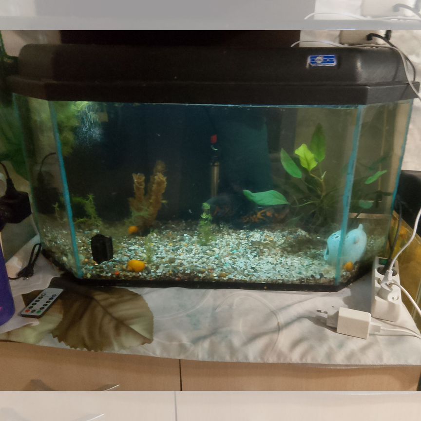 Аквариум с рыбками