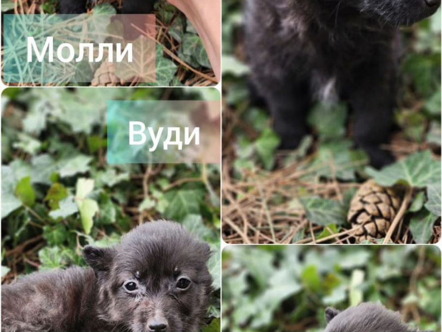 Щенки будут Маленькие