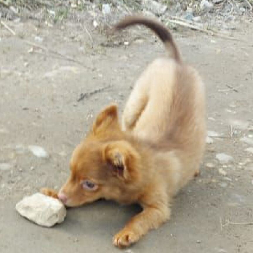 Щенок чахуа хуа