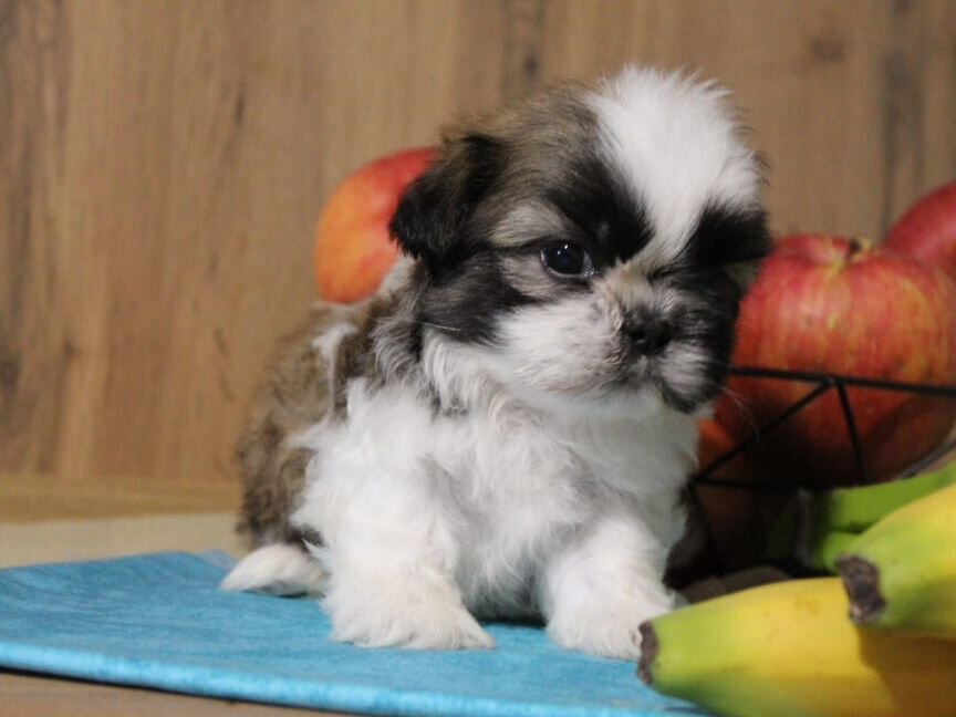 Ши-тцу щенки с документами