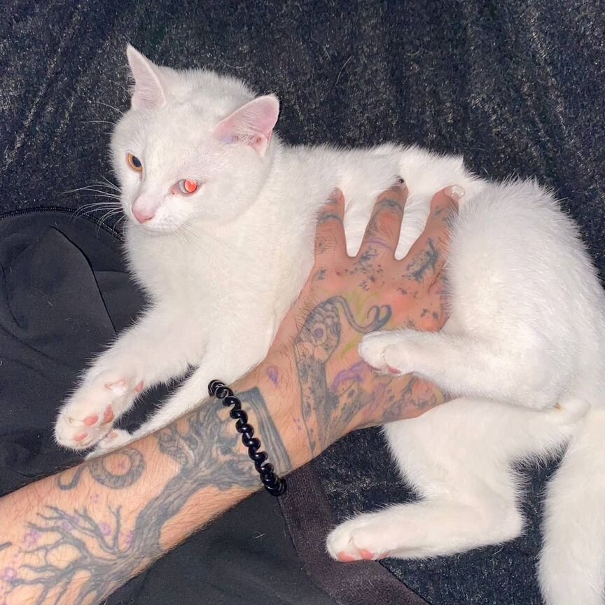 Кошки хотят домой