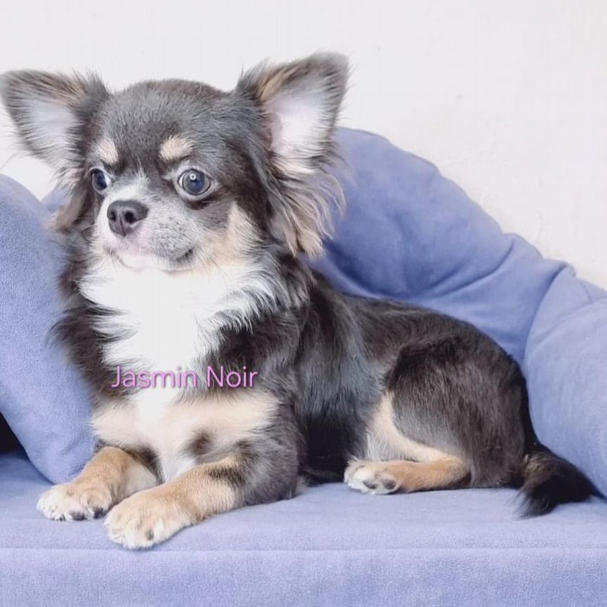 Чихуахуа красавчик в голубом окрасе