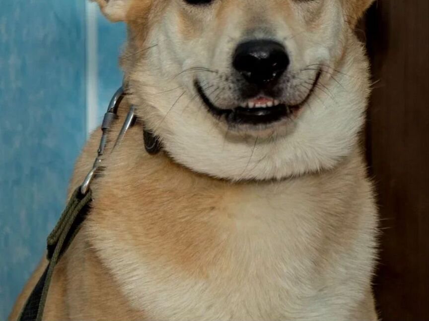 Милейшая собака Белка ждёт в приюте два года