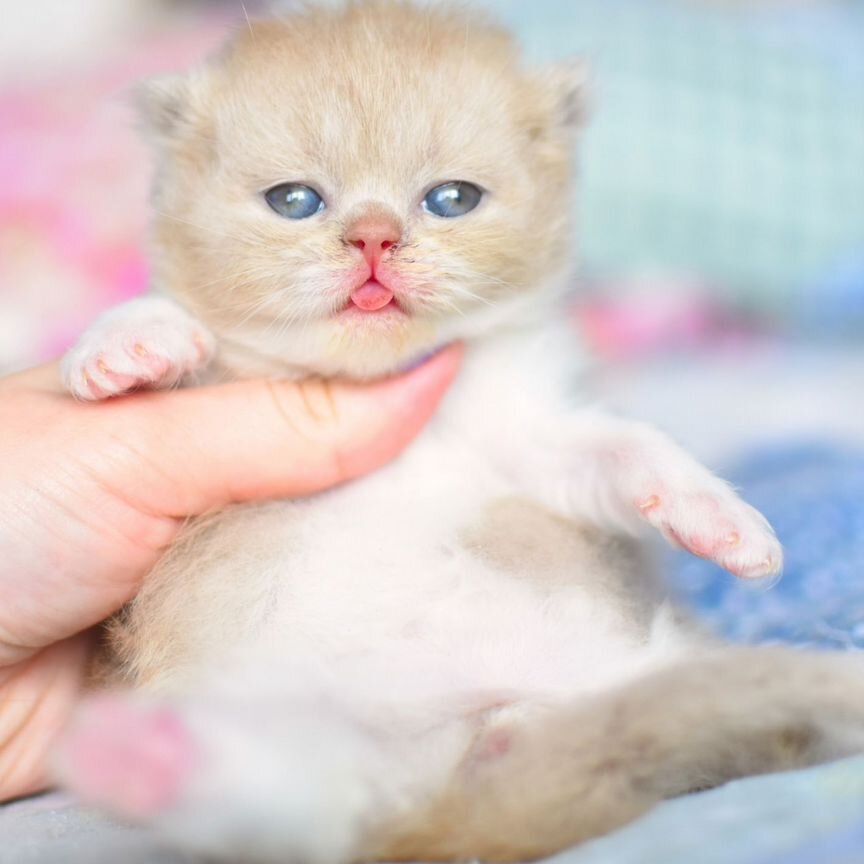 Британский длинношёрстный котёнок