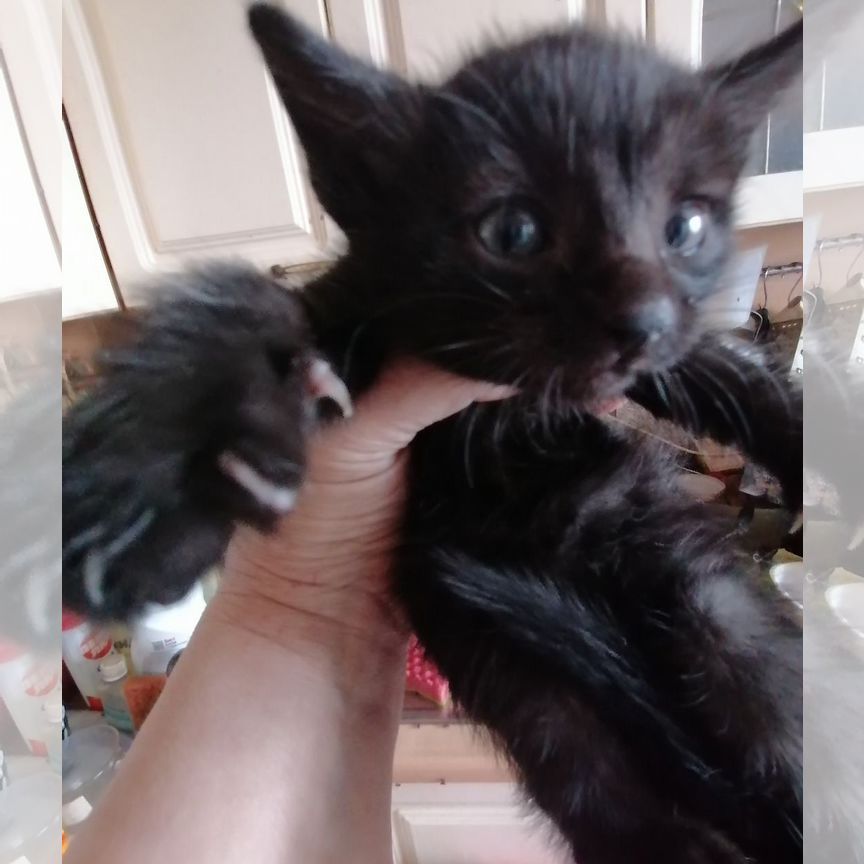 Котенок бурманский