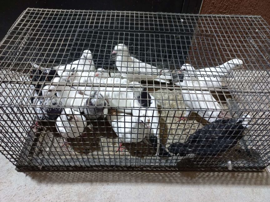 Голуби бакинцы бойные