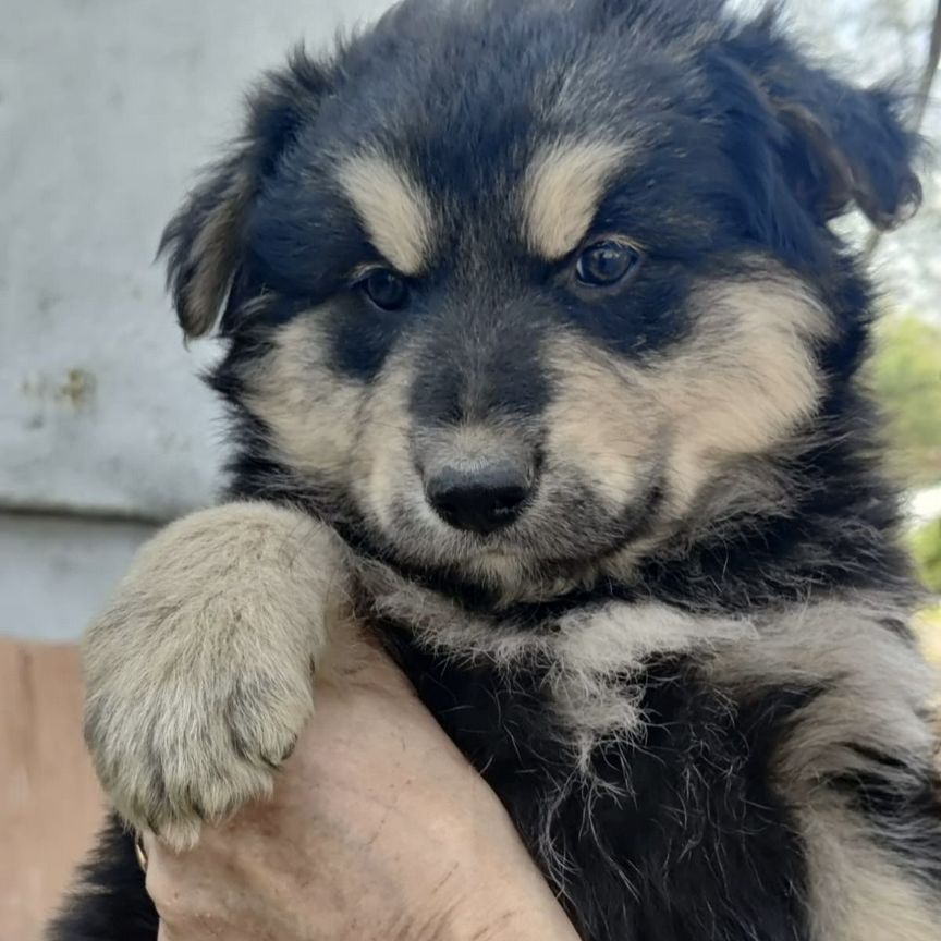 Щенки в добрые руки