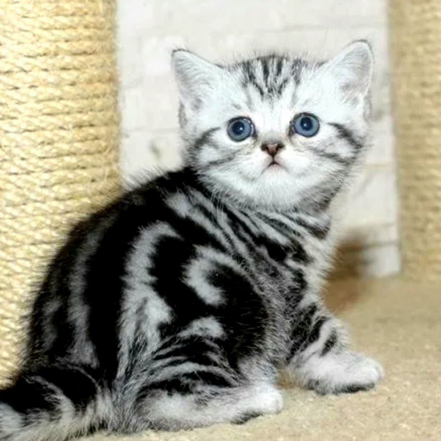 Плюшки мраморное серебро