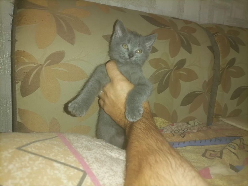 Котенок(кот) Смесь британец с шотландкой
