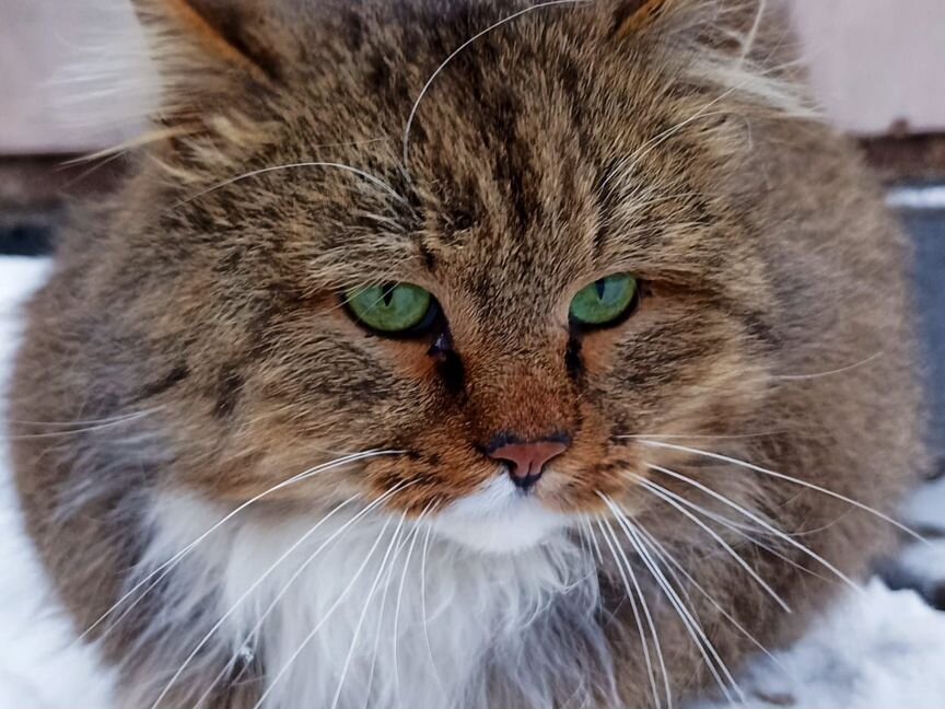 Русский сибирский кот в добрые руки