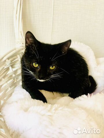 Котенок-девочка 2,5 мес