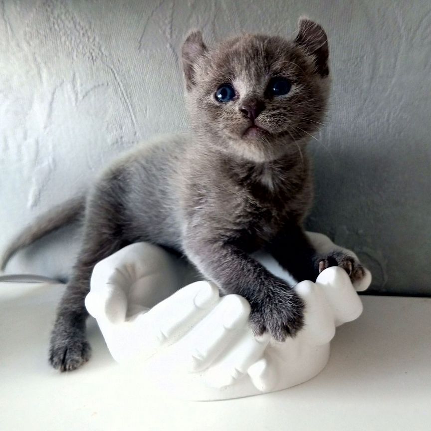 Детки кëрлы