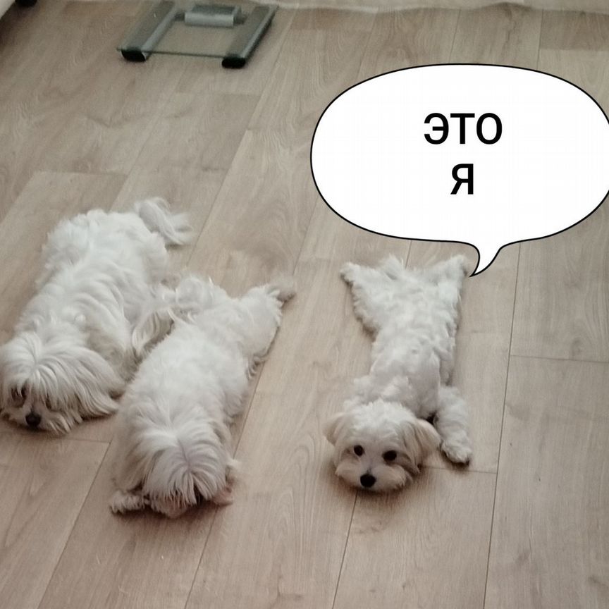 Мальчик мальтийская болонка