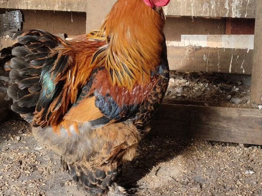 Петух Брама