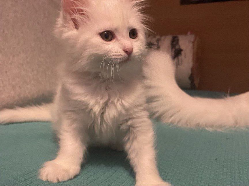Котенок турецкой ангоры
