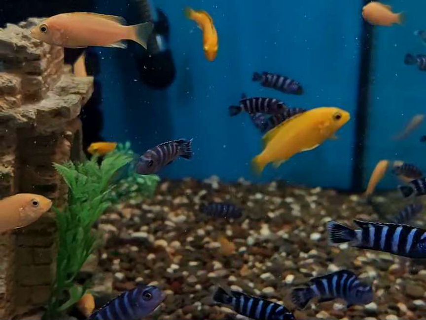 Аквариумные рыбки