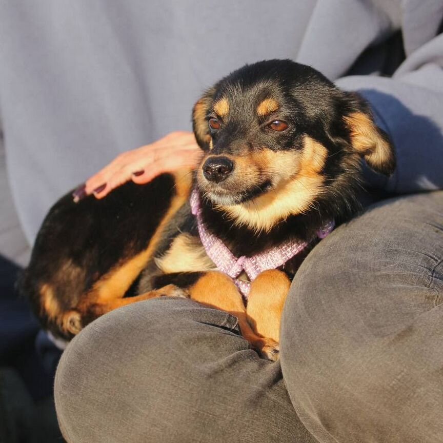 Собака в добрые руки