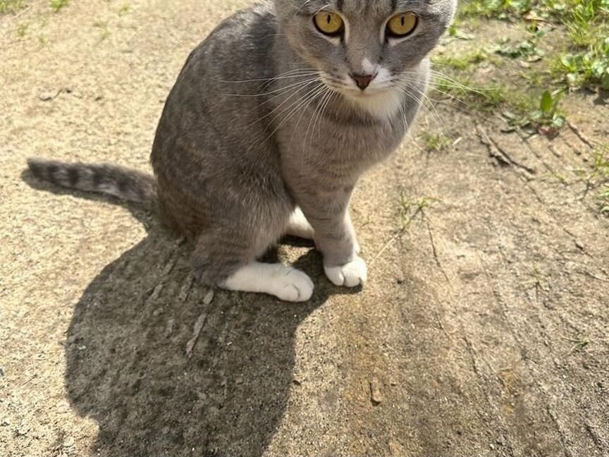 Красавец вислоухий котик в добрые руки